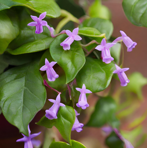 Flora